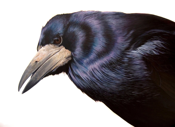 The Rook – The Palais Des Vaches Gallery